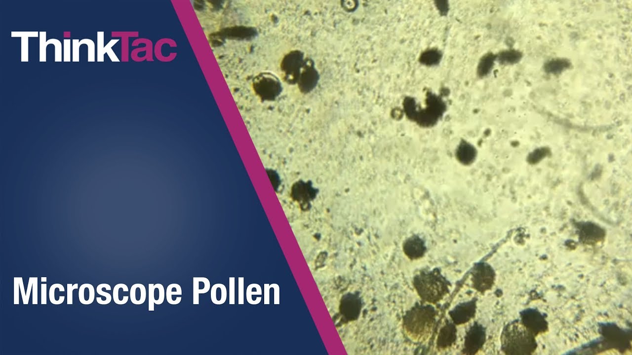 Microscope Pollen Thinktac Youtube