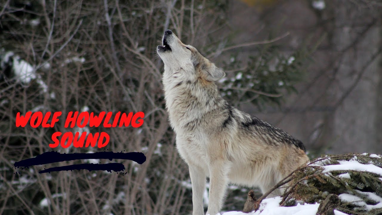 Wolf Howling Wolf Howling Sound Effect Wolf Sounds Howling Howling