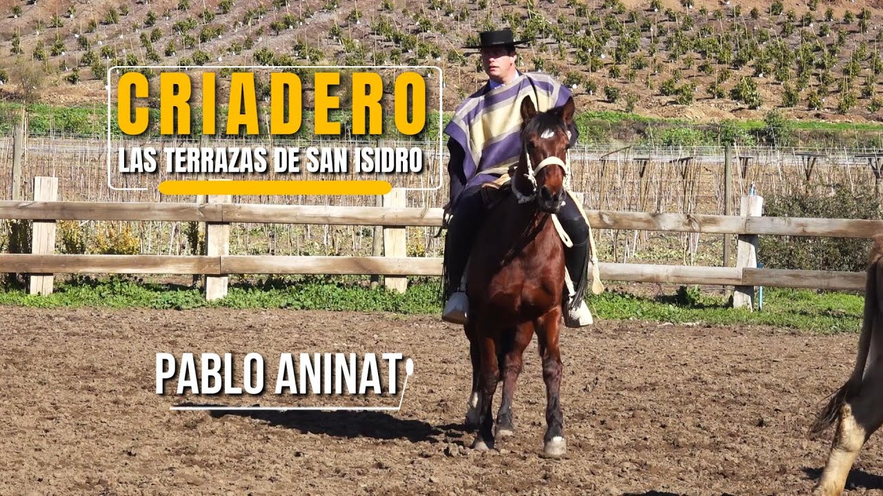 Sello De Raza Cap563 Pablo Aninat Youtube