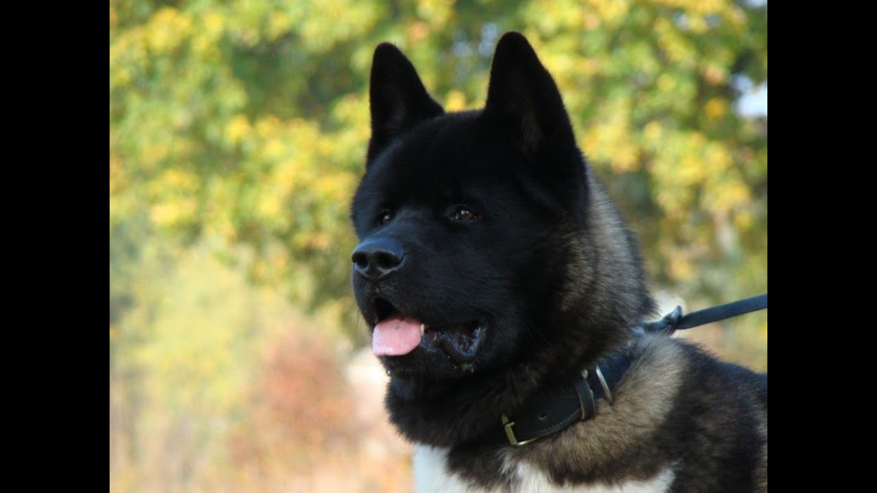 Akita Training Basics Youtube