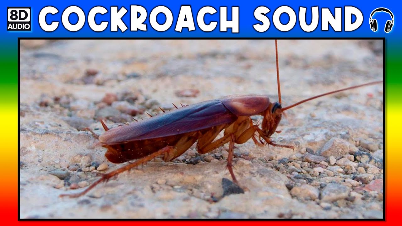рџєі Cockroach Sound Cockroach Sound Effect Sound Of Cockroach Noise