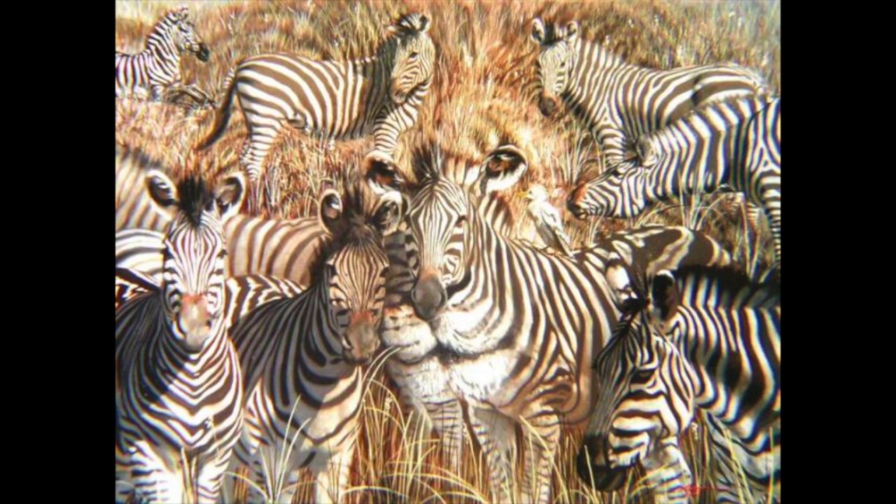 Optical Illusions Youtube