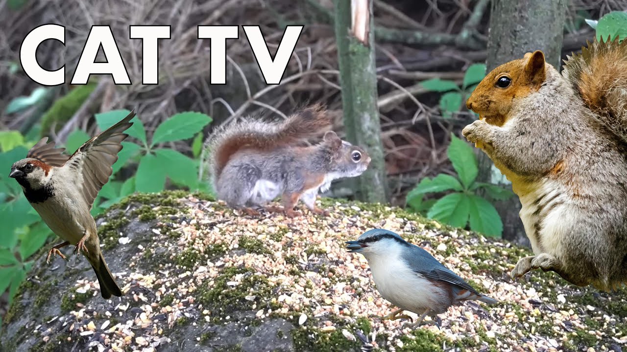 Birds And Squirrels In A Canadian Forest 10 Hour Cat Tv July 19