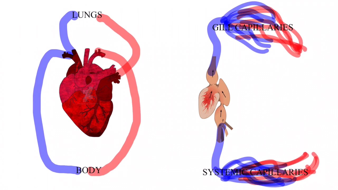 Double Circulatory System Explained