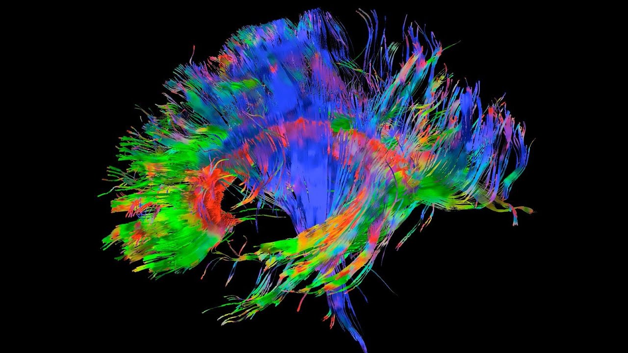 Lecture 3 The Structure Of The Neocortex Youtube