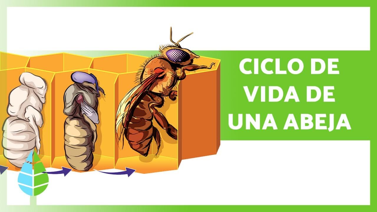 Ciclo De Vida De Las Abejas рџђќ Reinas Obreras Y Zгўnganos Youtube