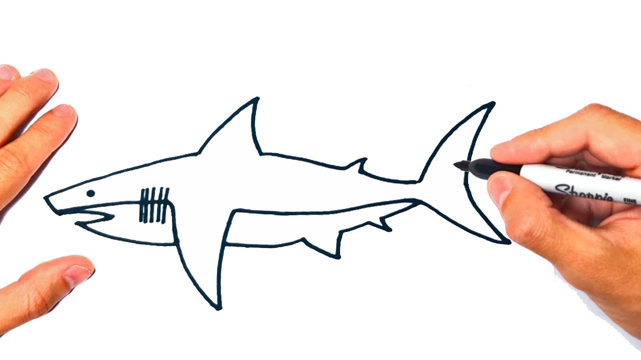 Cómo Dibujar Un Tiburon Paso A Paso Dibujo De Tiburon Youtube
