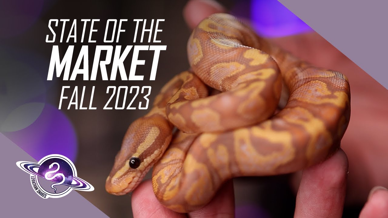 State Of The Ball Python Market Fall 2023 Edition Should You Start
