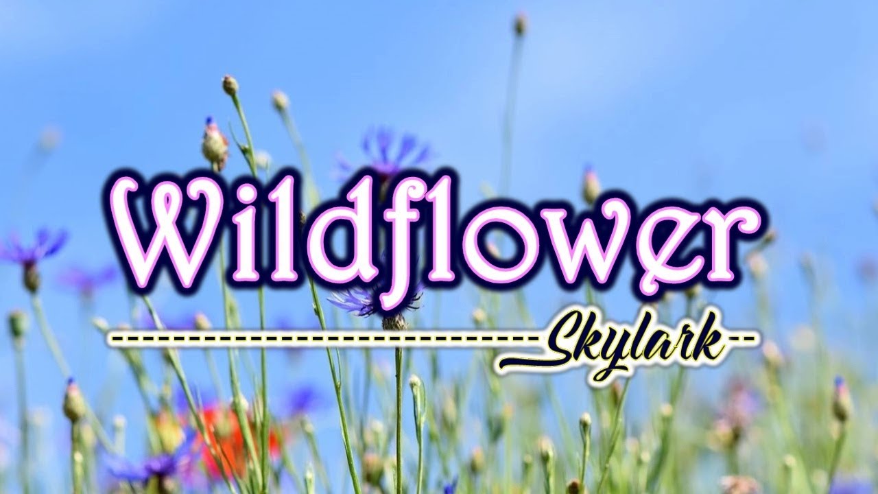 Wildflower Skylark Song Wikipedia