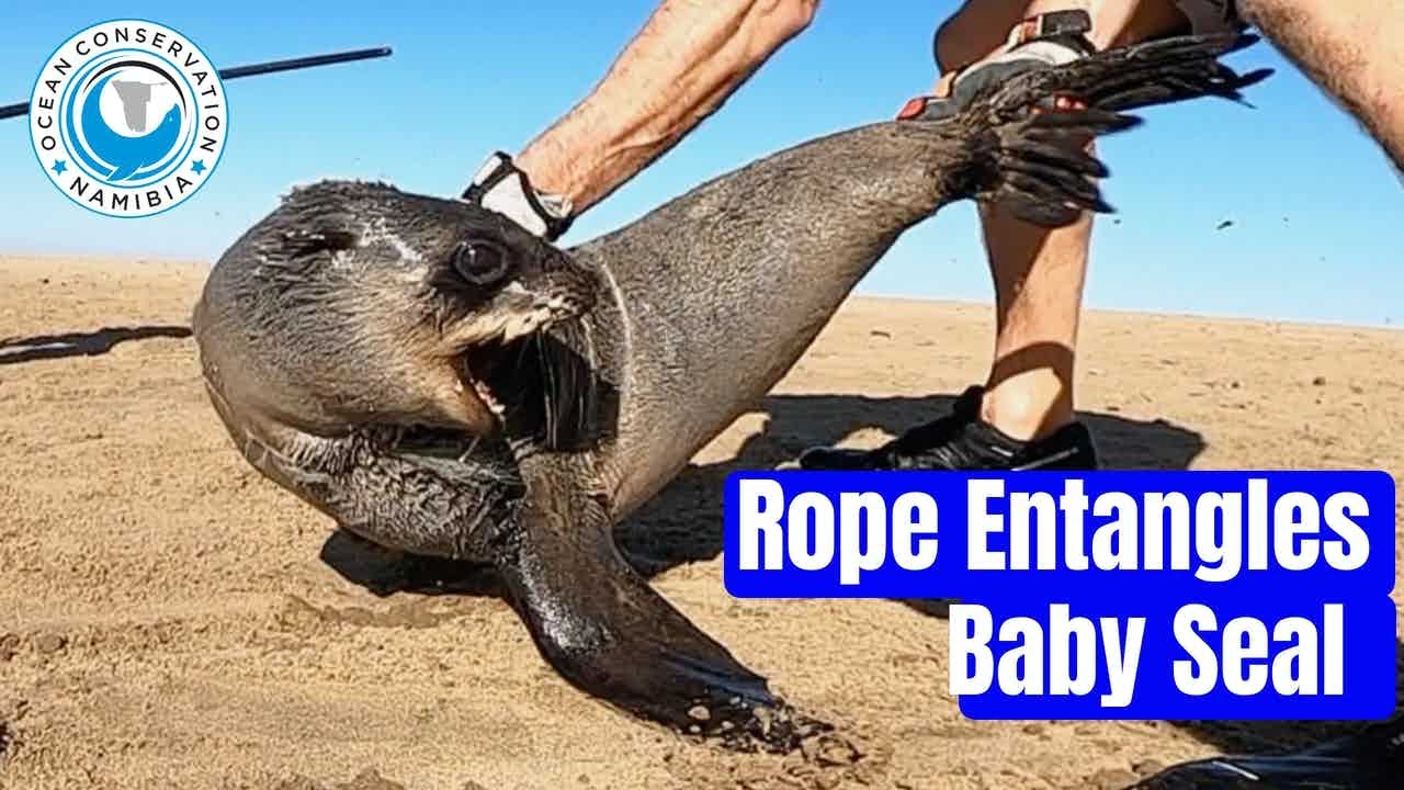 Baby Seal Rescued From Rope Entanglement Youtube