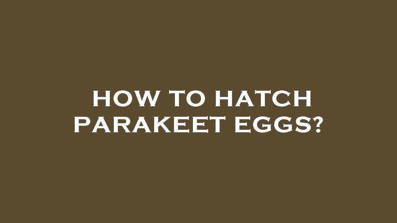How To Hatch Parakeet Eggs Youtube