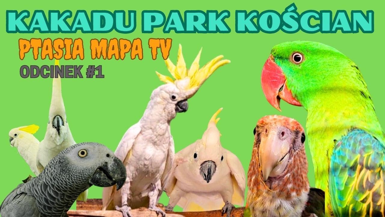 Ptasia Mapa Tv 1 Kakadu Park Kościan Youtube