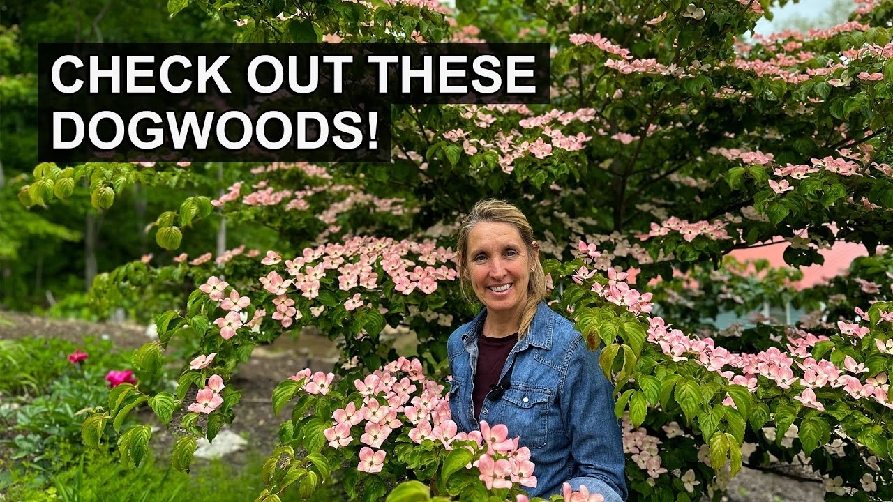 2 Stunning Kousa Dogwood Tree Varieties To Bring Interest To Your Yard