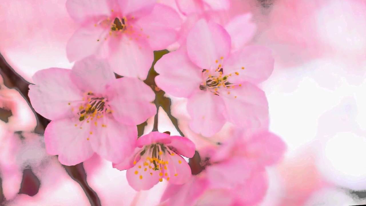 Footage Pink Flowers Youtube