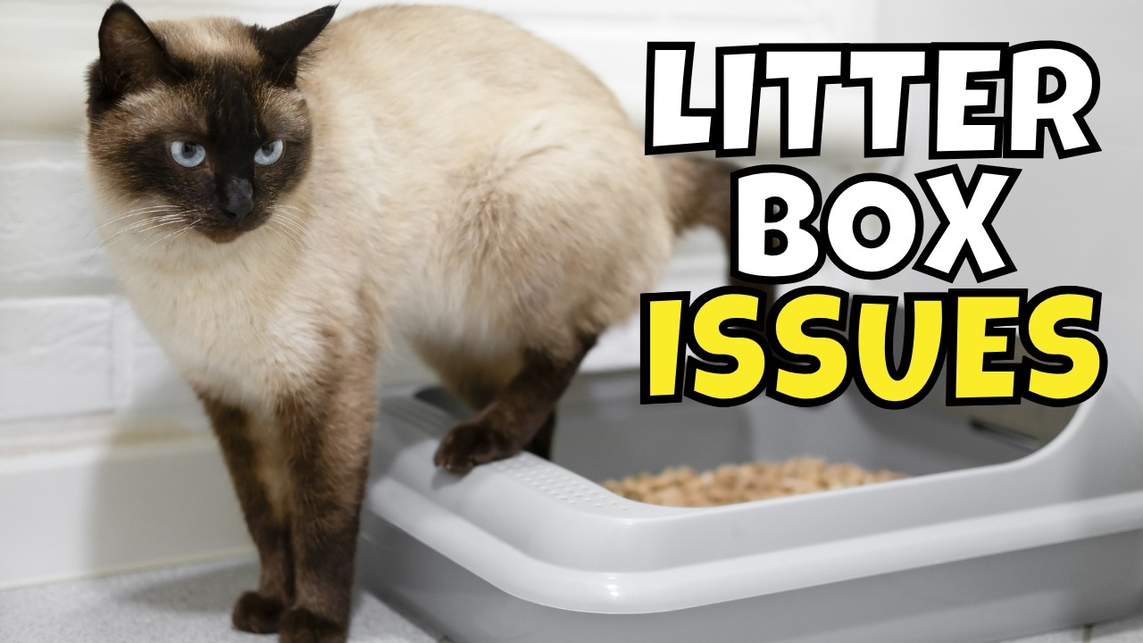 Peeing Outside The Box 7 Reasons How To Stop It Today Roverpet Blog