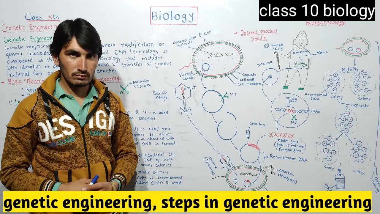 Genetic Engineering And Steps Of Genetic Engineering Class 10 Biology
