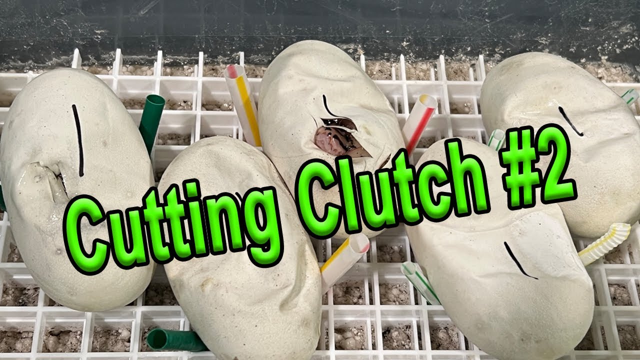 Egg Cutting Ball Python Clutch 2 Youtube