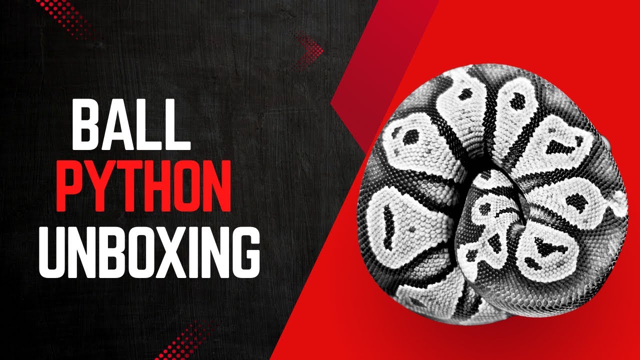 Ball Python Unboxing From Dsballsandexotics Youtube
