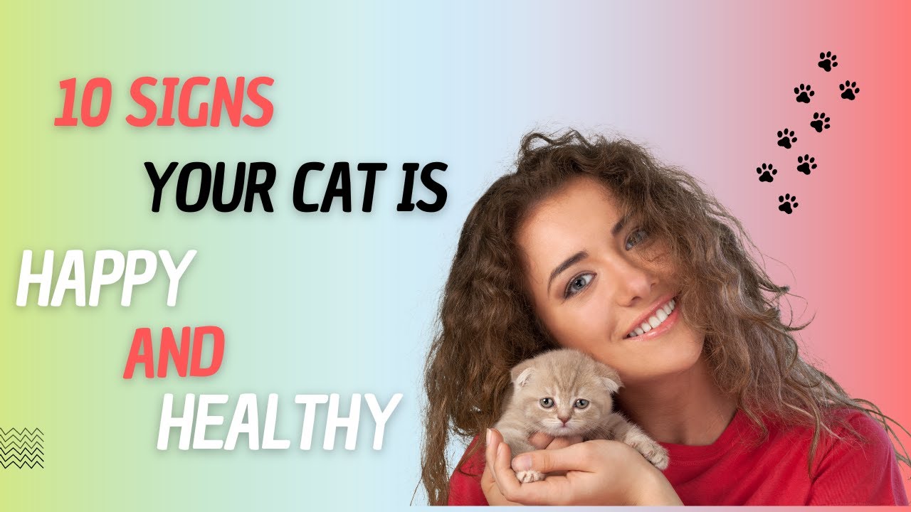 10 Signs Your Cat Is Happy And Healthy Youtube