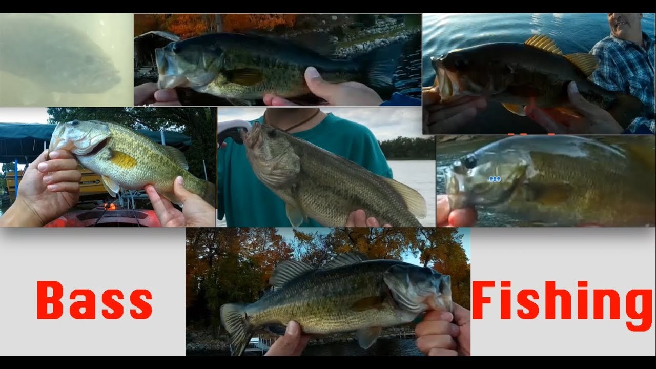 Bass Fishing Compilation Youtube