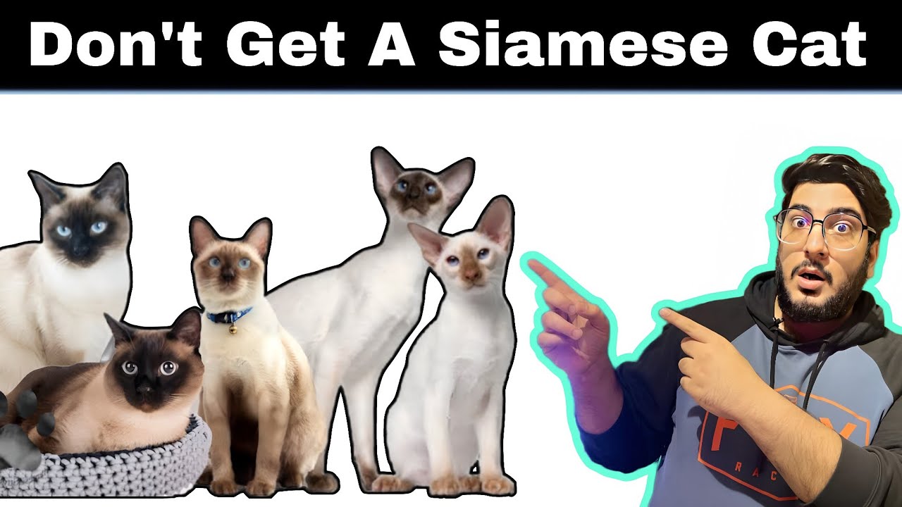Siamese Cat Learn Everything About Them Youtube