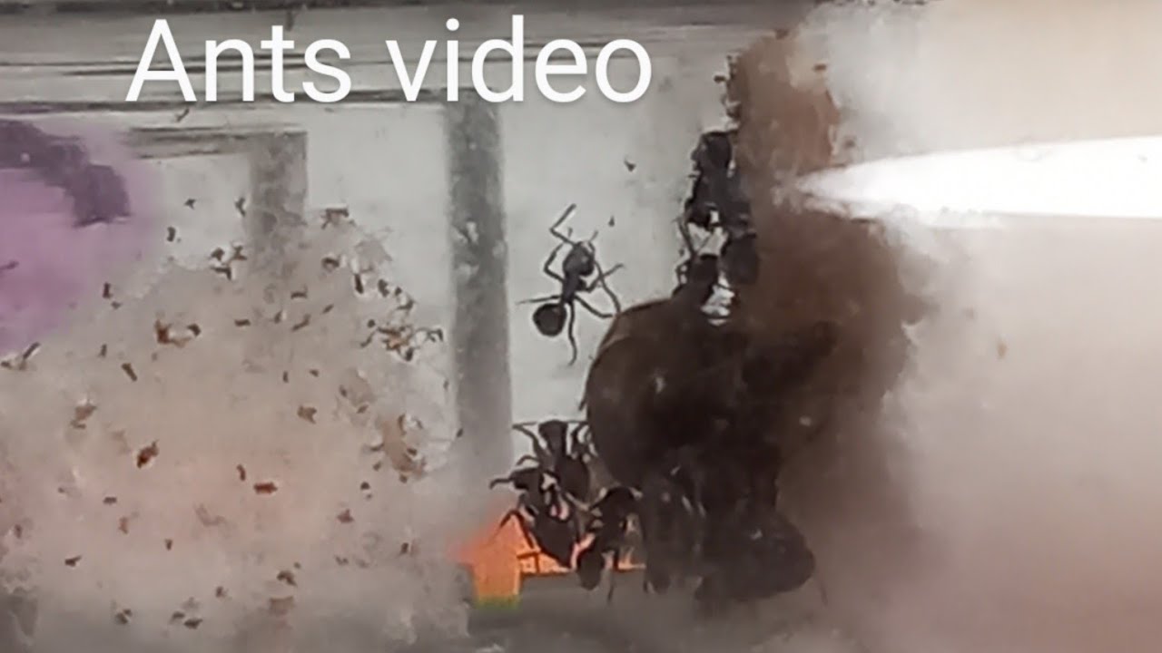 Ants Youtube