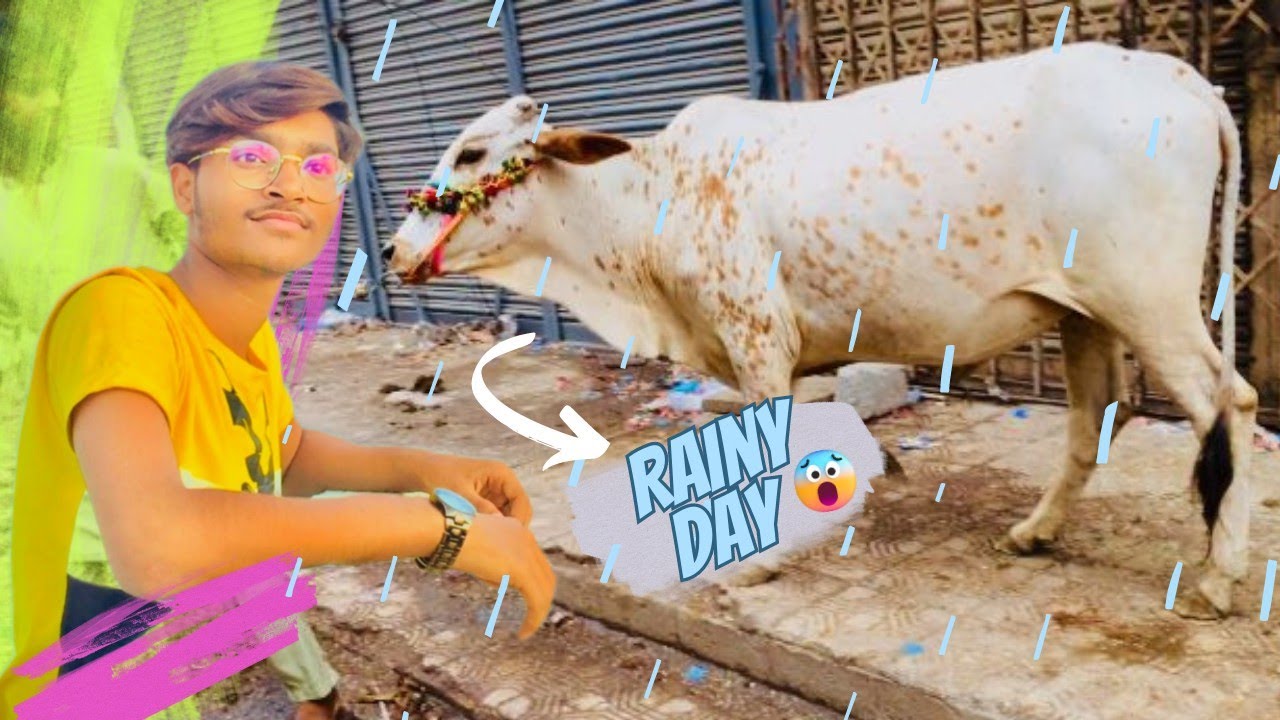Rainy Day Cow Ka Sath ёяш Subhan Siddiqui World ёямн Youtube