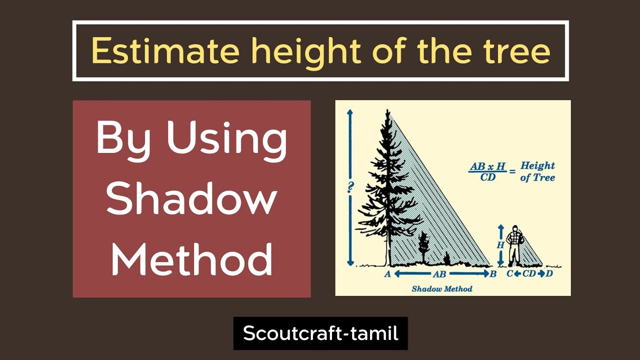 Estimate Height Of The Tree By Using Shadow Method Estimation