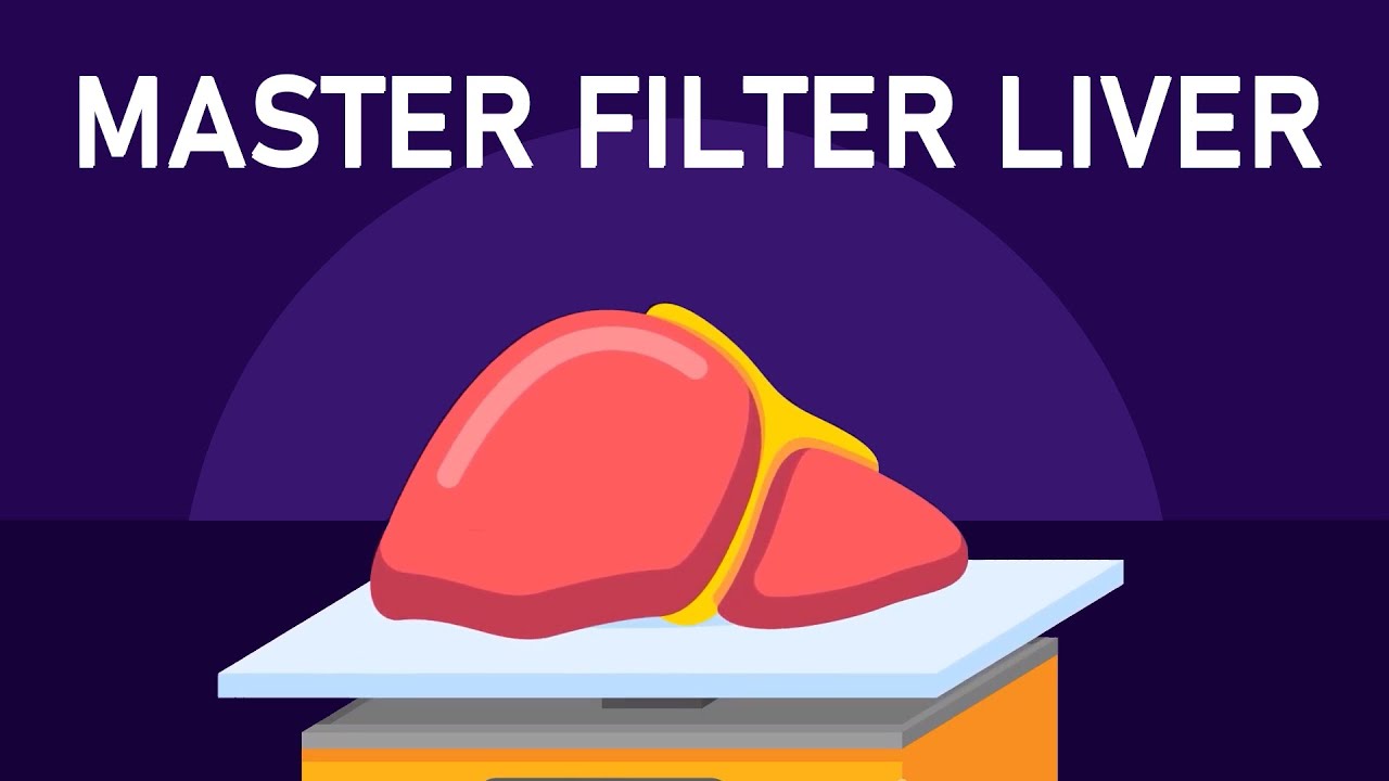 The Wonder Of Liver The Filter Youtube
