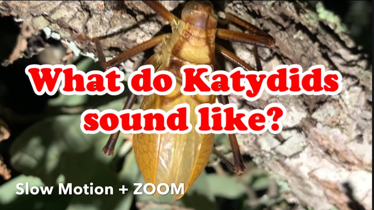 Katydid Sound