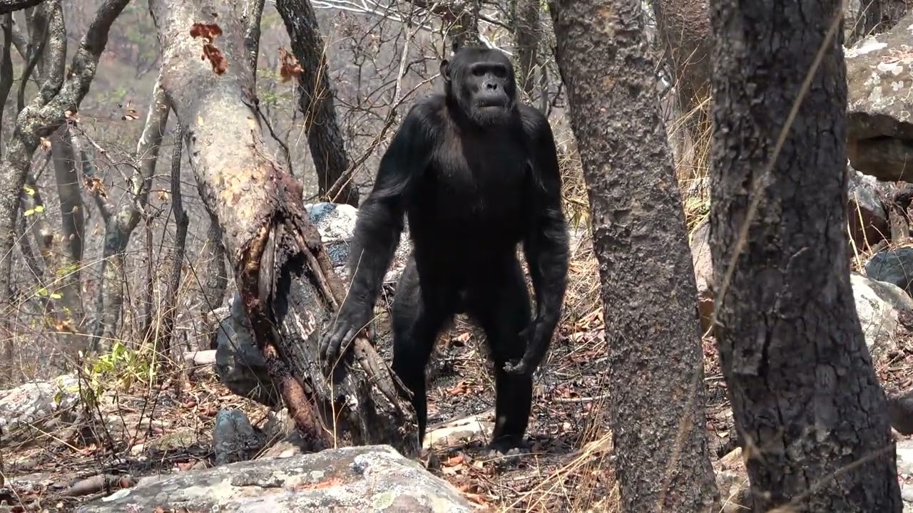 Giant Bondo Ape