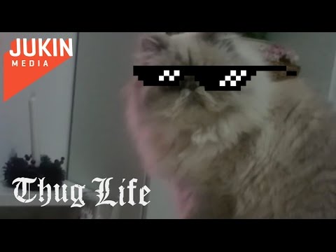 Behind The Video Gato Malo Aka Thug Life Cat Youtube