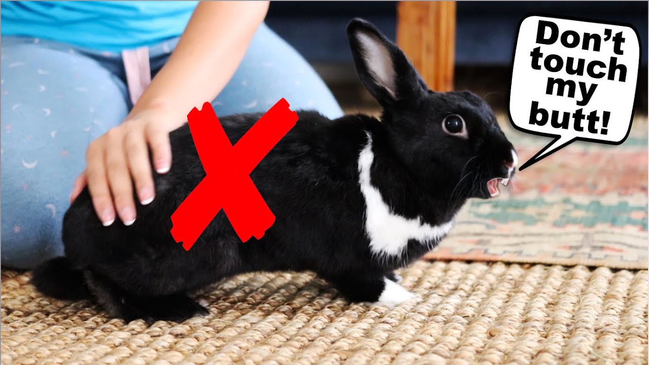 15 Things Rabbits Hate About Humans Competsport