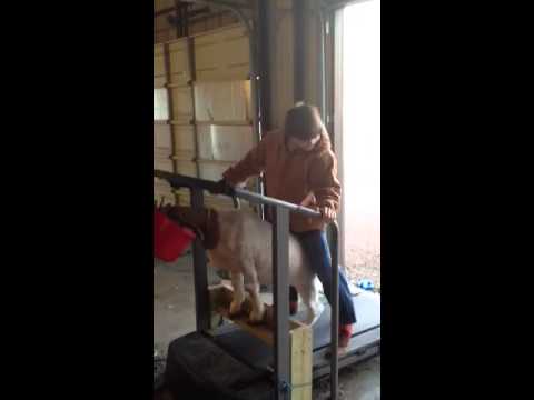 Goat On Treadmill Youtube