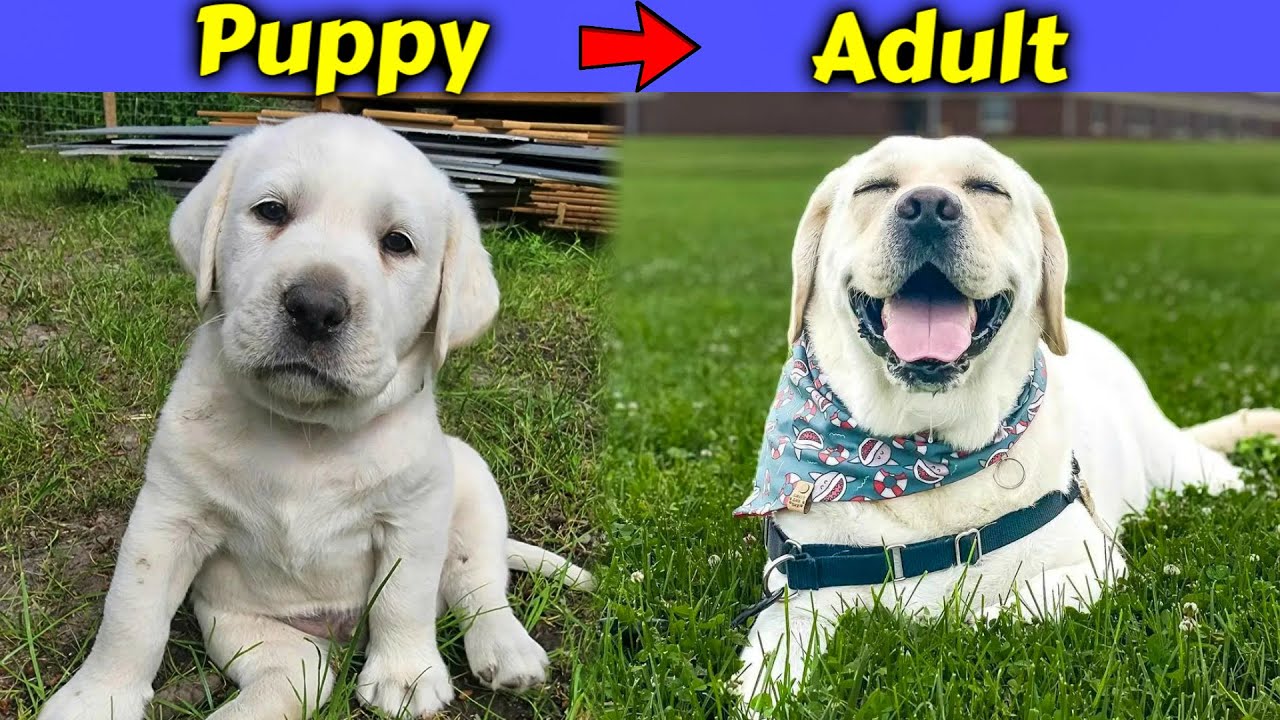 Dog Grow Up Transformation Puppy To Adulthood Youtube