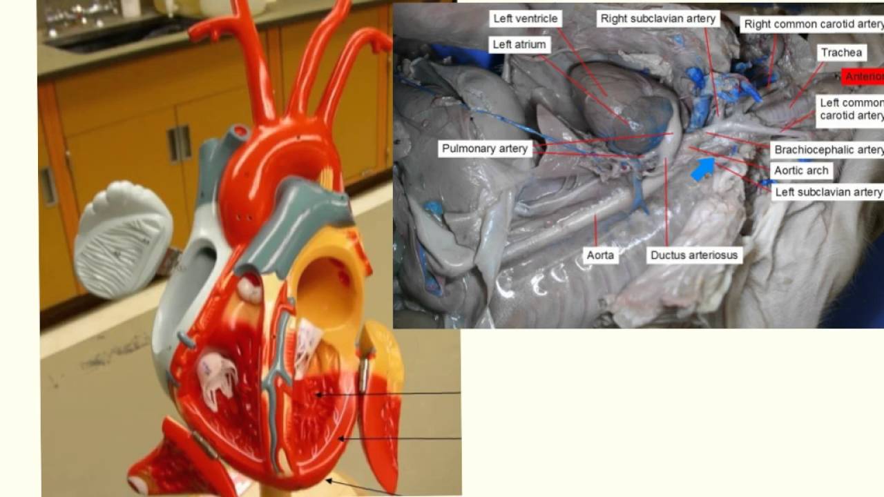 Fetal Pig Dissection Arteries Chapter 11 Fetal Pig Dissection