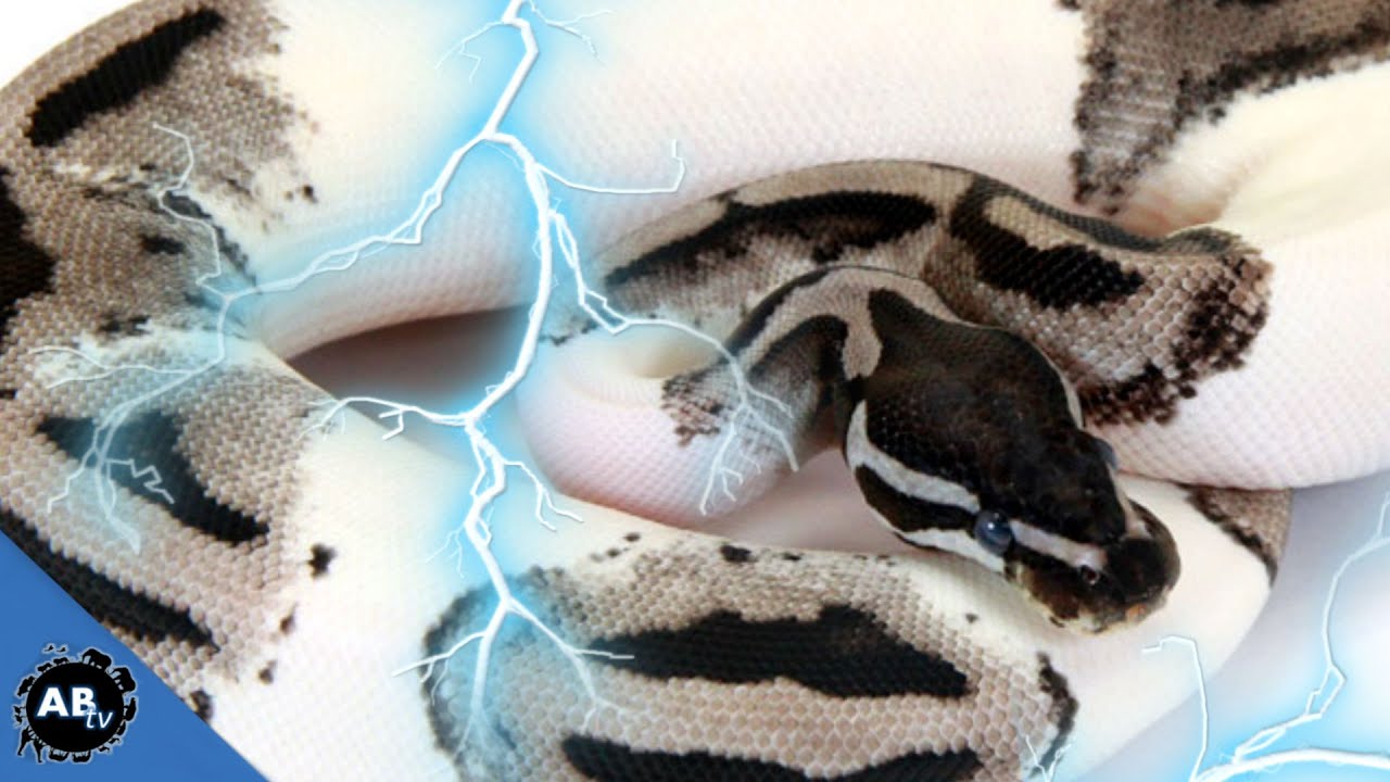 Lightning Ball Python Snakebytestv Ep 409 Youtube