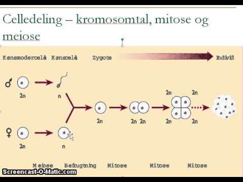 Befrugtning Og Celledeling Youtube