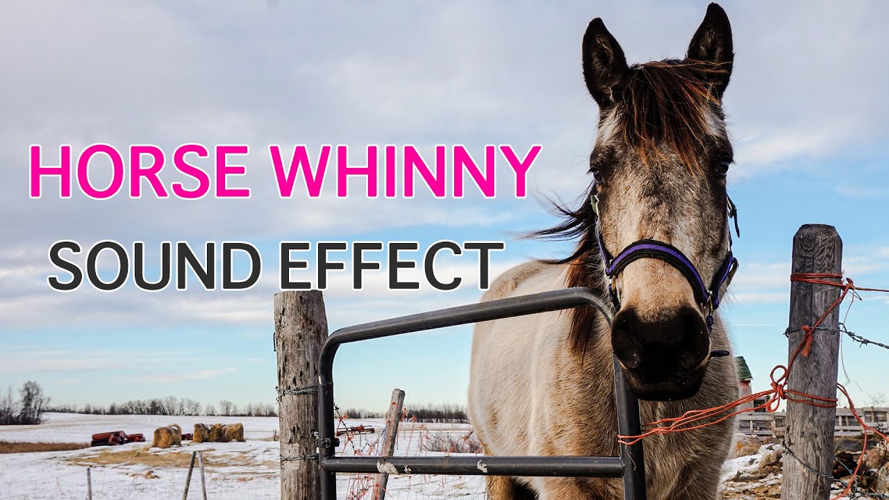 Horse Sound Effects Free At Bryan Hanes Blog