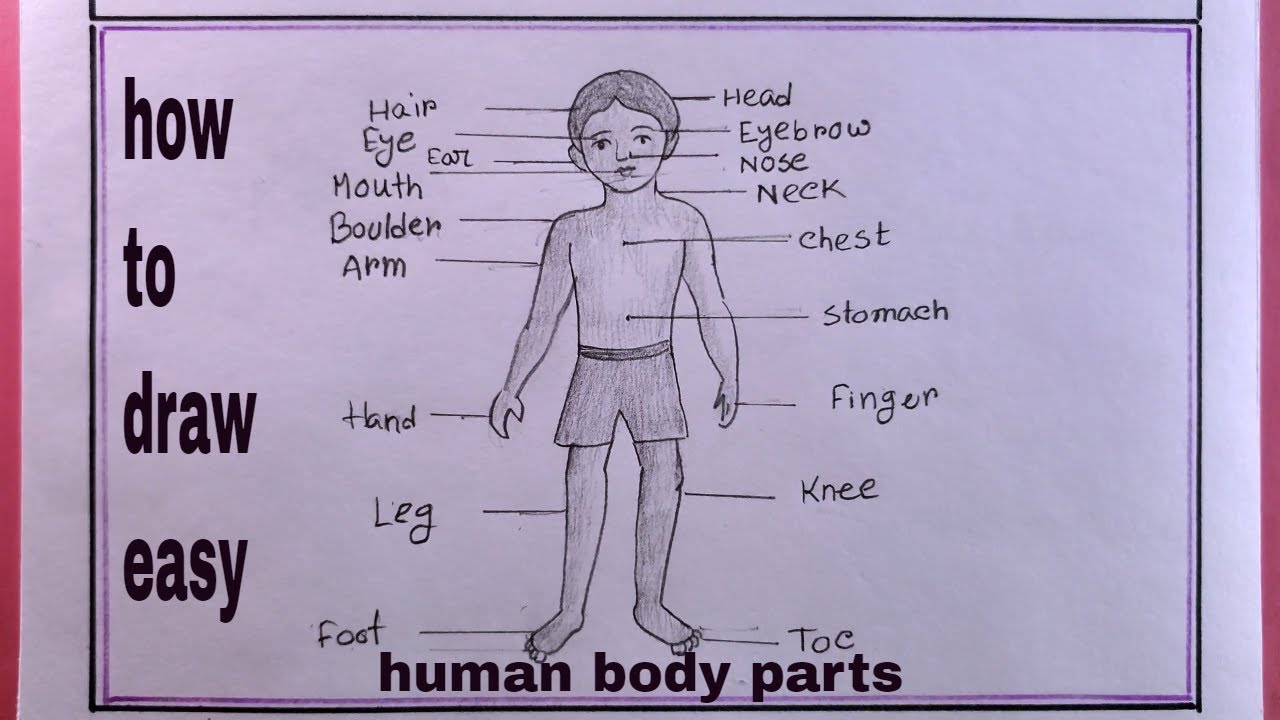 How To Draw Body Parts Infoupdate Org