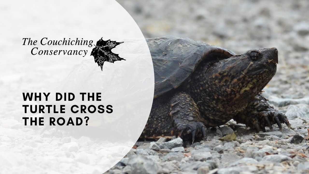 Snapping Turtle Crossing Monck Road Youtube