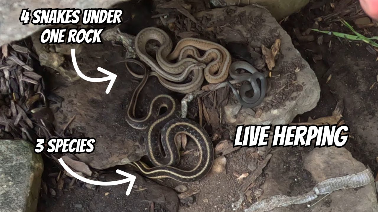 Live Herping In The Finger Lakes Finding 7 Snakes Field Herping New