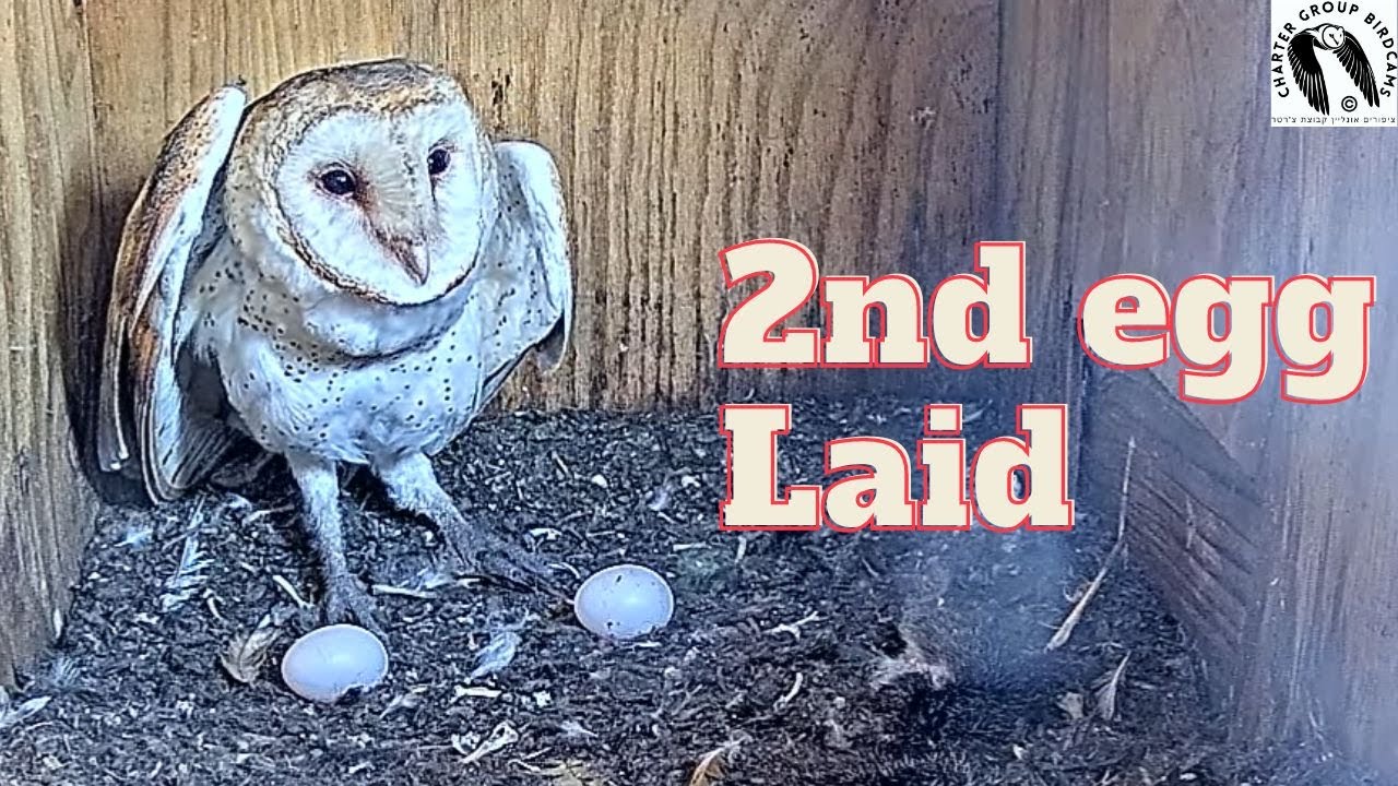 Congrats Female Barn Owl Lays A Second Egg In The Live Barn Owl
