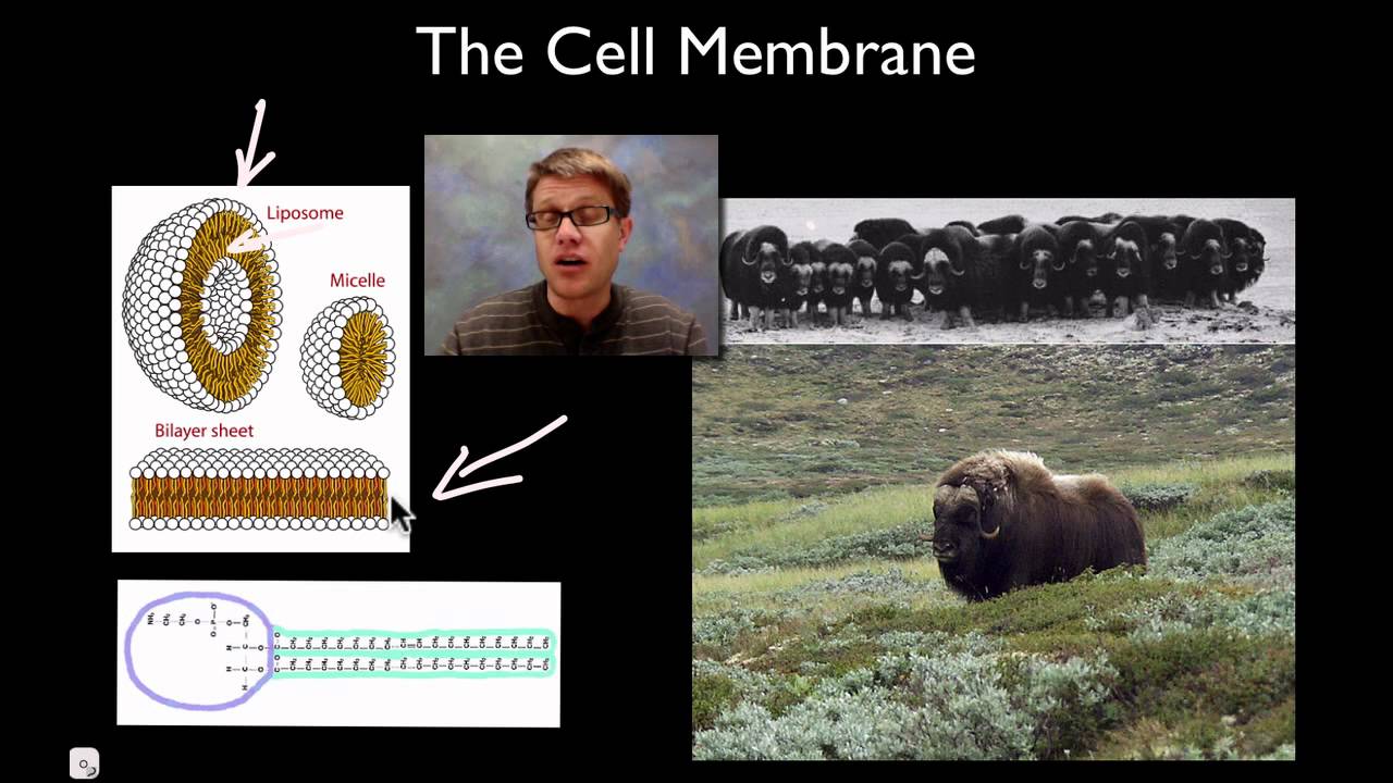 The Cell Membrane Youtube