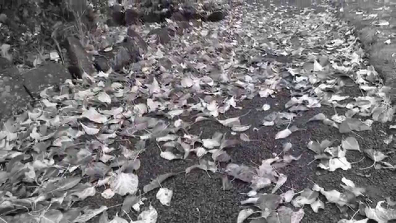 Princeze Sirene Slike Youtube