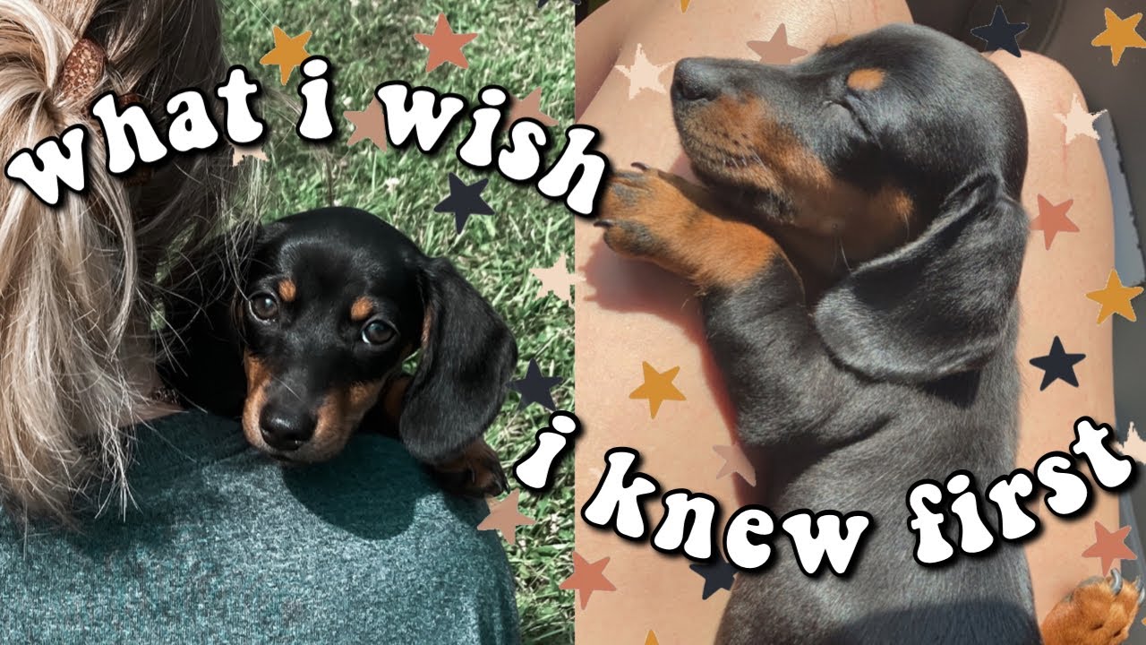 What To Know Before Getting A Mini Dachshund Housepetscare