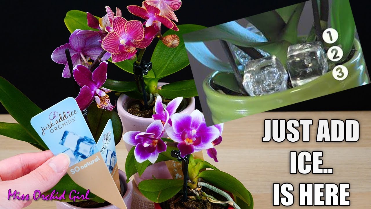 The Problem With Just Add Ice Orchids I Found 3 Ice Mini Phalaenopsis