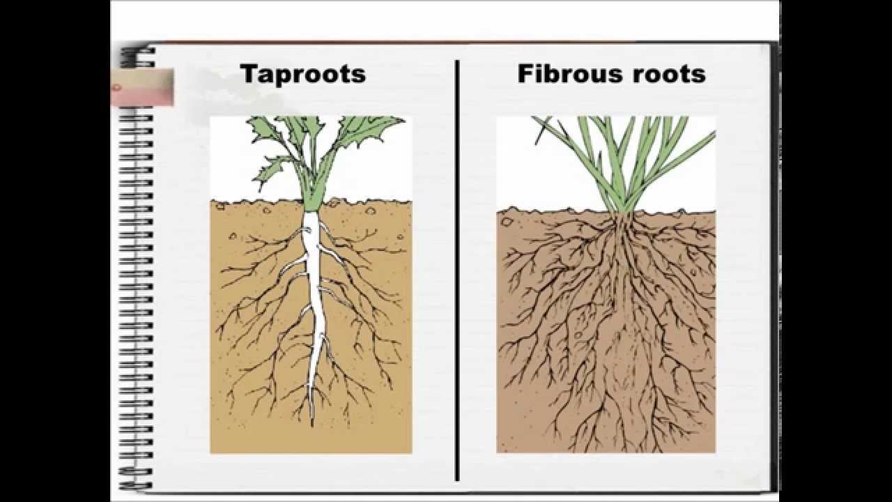 Root Systems Youtube
