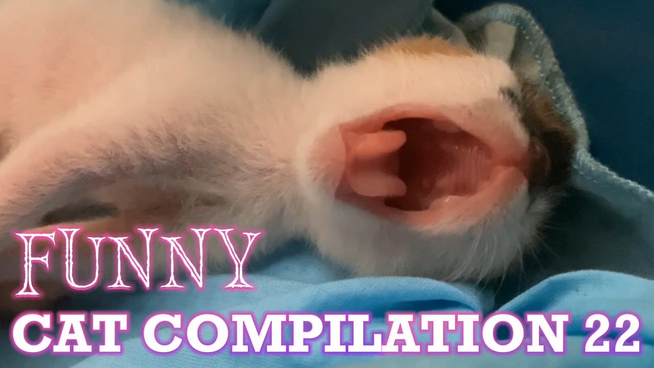 Funny Cat Compilation 22 Youtube