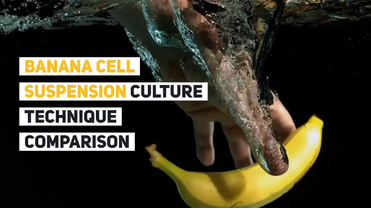 Banana Cell Suspension Culture Technique Comparison Youtube